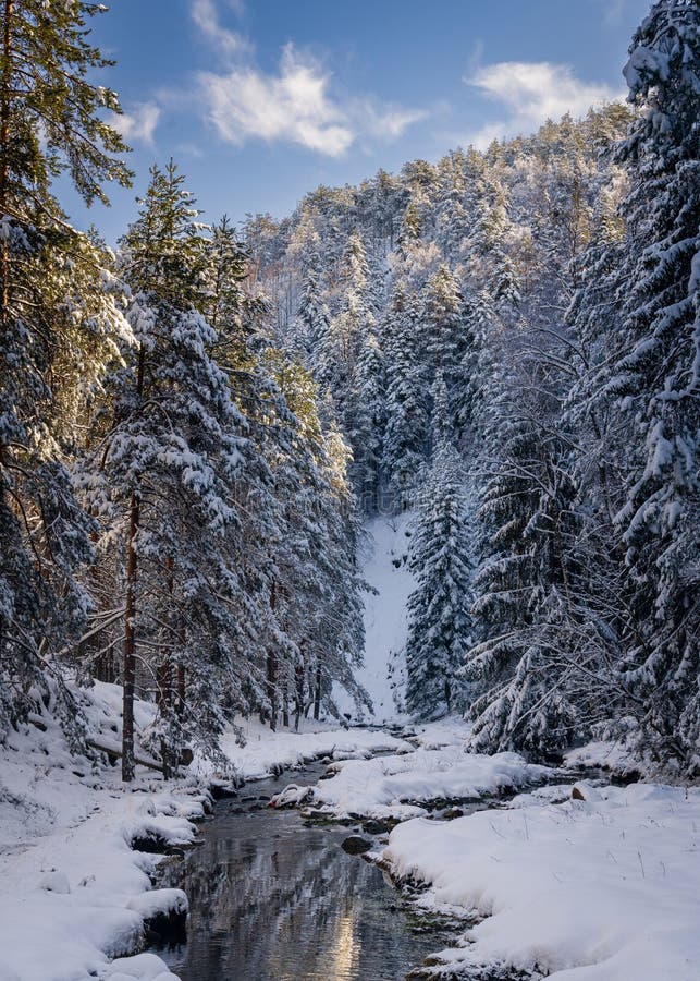 A Dense Forest Blanketed in Snow, with a Small Stream Meandering ...