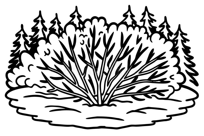 Dense Forest Bush Thicket with Leafless Branches and Conifer Trees ...