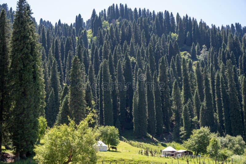 Dense Forest with Coniferous Trees and Settlement Stock Photo - Image ...