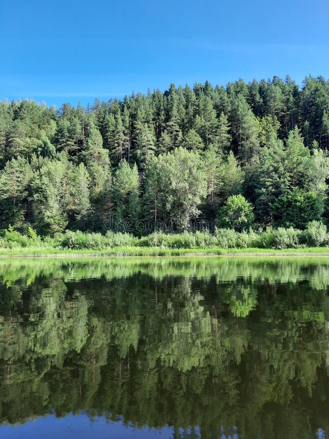 Forest above the river stock photo. Image of covers - 368588664