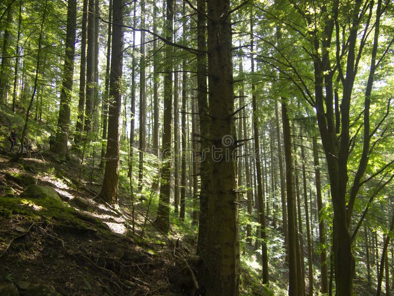 Italy, Tuscany, the Biogenetic Forest of Vallombrosa. Editorial Stock ...
