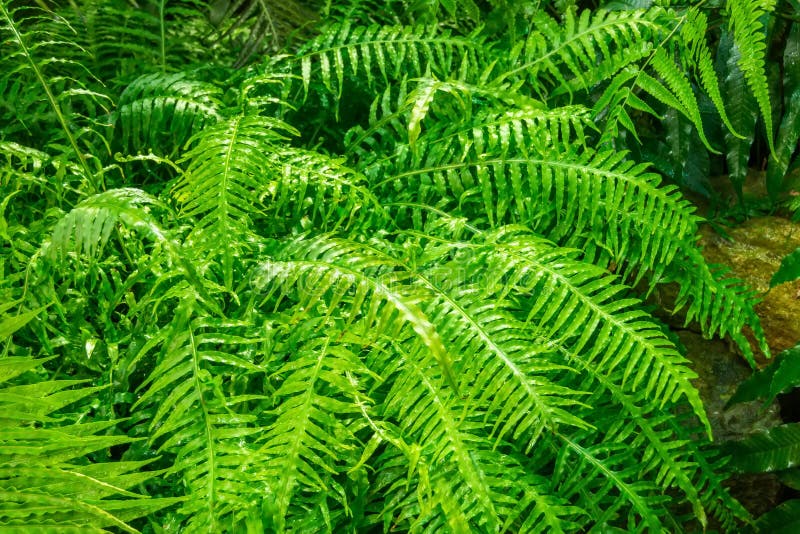 Fern Bush or Plant Growing Wild with Other Vegetation in the Forest ...