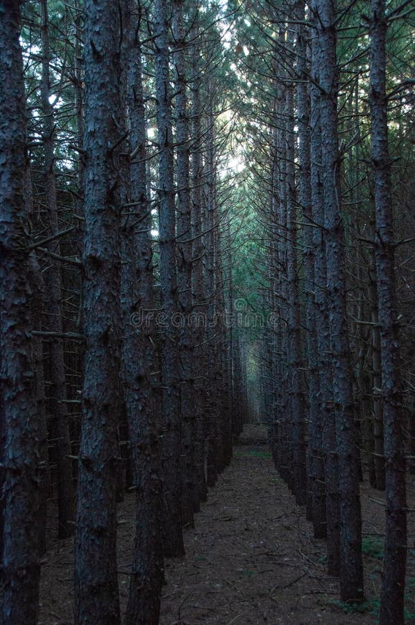 Dense Forest Filled Tall Pine Trees Creates Natural Long Corridor Stock ...