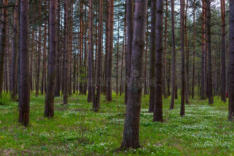 A Forest Filled with Lots of Green Trees and Geometric Shapes with Neon ...