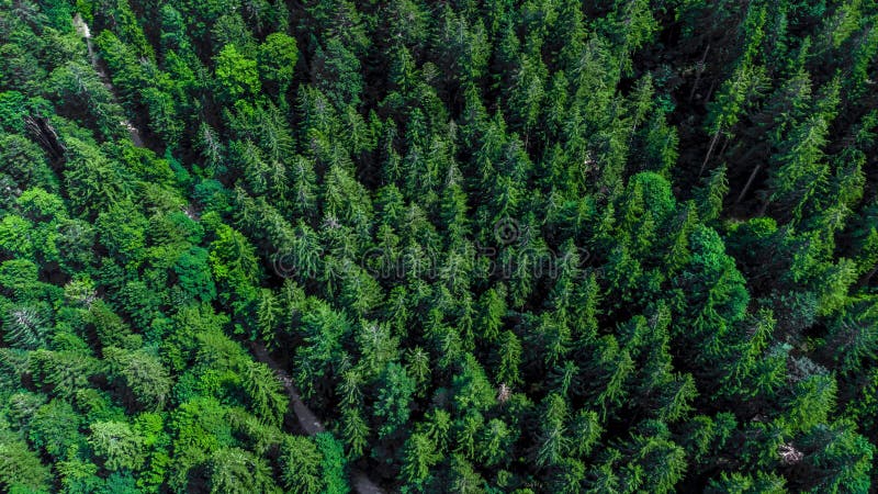 A Dense Forest in the Forest with Lots of Trees, and a Road that is ...