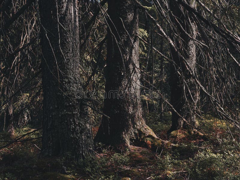 Dense Forest with Grass and Tall Trees Trunks Stock Photo - Image of ...