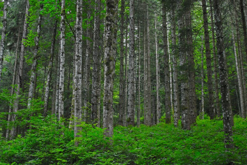 Dense Forest with Green Bushes Stock Image - Image of vegetation ...