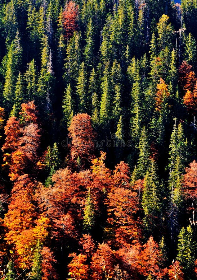 Dense Forest with Green Pine Trees and Orange Trees Stock Image - Image ...