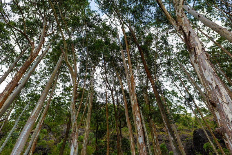 A Dense Forest Grove of Evergreen Eucalyptus Trees Stock Image - Image ...