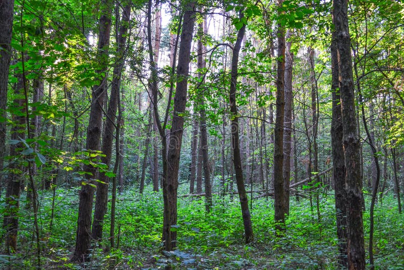 Dense Forest. an Impenetrable Thicket. Background Image. Russia. Summer ...