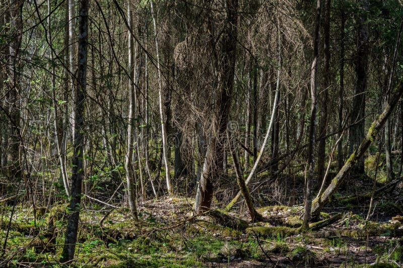 Dense Forest Interior with Dappled Sunlight Stock Image - Image of wild ...