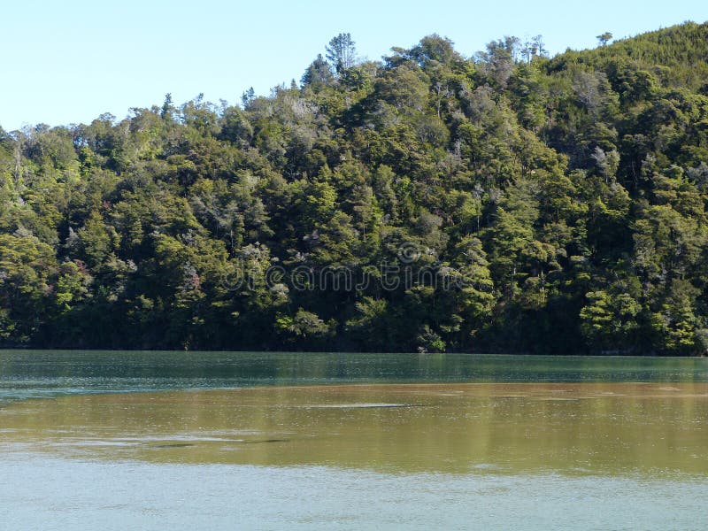 Dense Forest Island in Ocean Stock Photo - Image of lake, dense: 288842732
