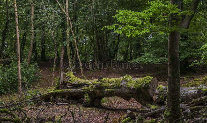 A Dense Forest in Killarney National Park, Ireland, with a Fallen Tree ...