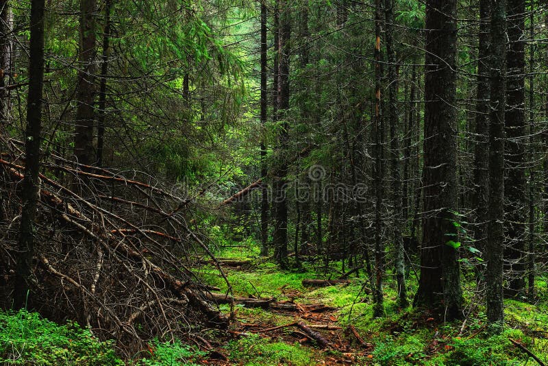Dense forest landscape stock photo. Image of forest, indian - 60304600