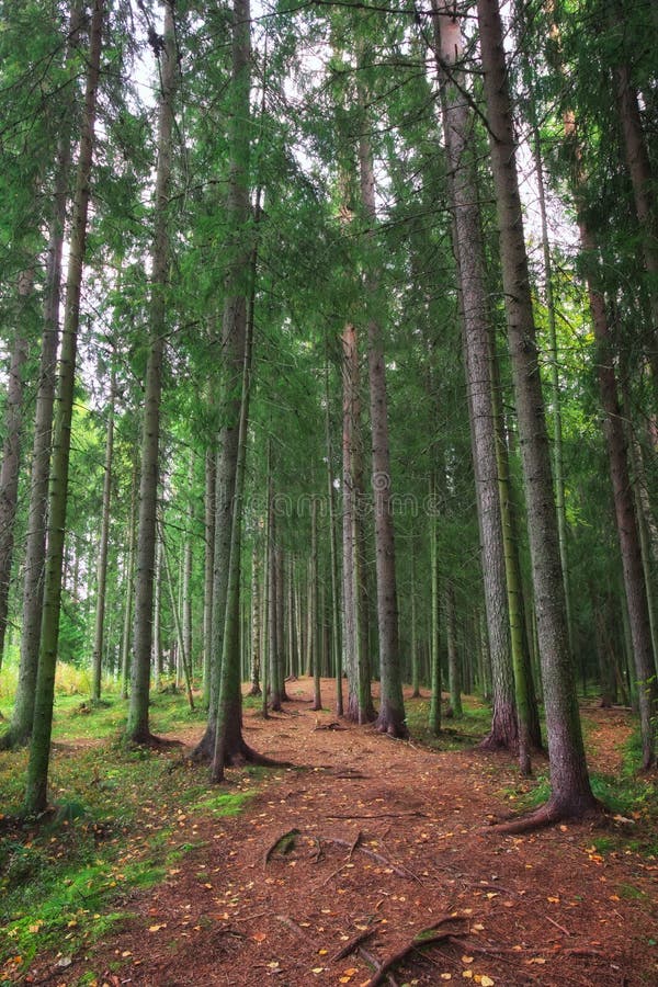 A Dense Forest with Long Tree Trunks and a Road. Karelian Beautiful ...