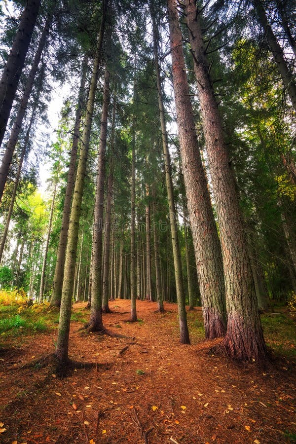 A Dense Forest with Long Tree Trunks and a Road. Karelian Beautiful ...