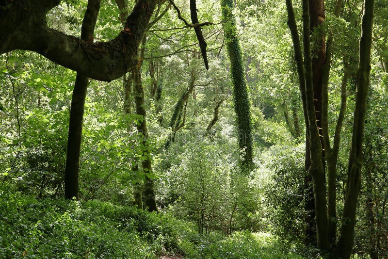 Dense Forest with Many Different Tropical Plants, Bushes and Trees ...