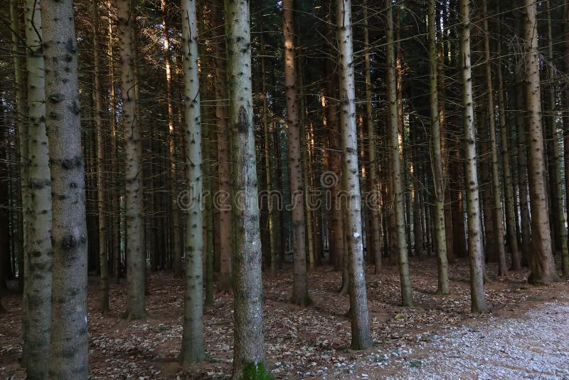 Dense Forest with Many Trees that are Losing Their Leaves in Autumn ...