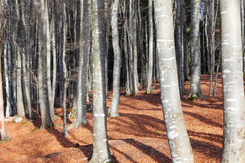 Dense Forest with Many Trees that are Losing Their Leaves in Autumn ...