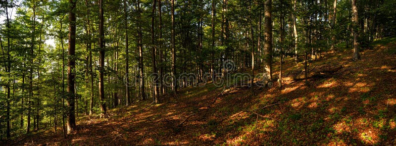 Dense Forest on a Mountainside with Tall Deciduous Trees, Possibly ...