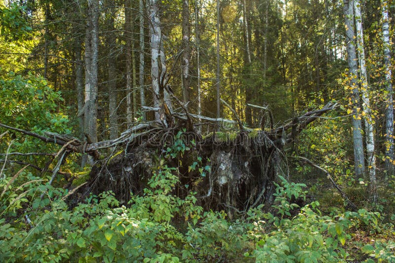 Dense Forest, Nature in the Village. Stock Image - Image of natural ...