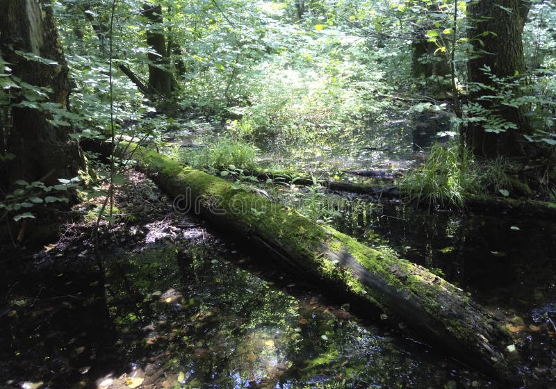 An Old Tree Overgrown with Moss Fell into a Forest Lake. Stock Photo ...