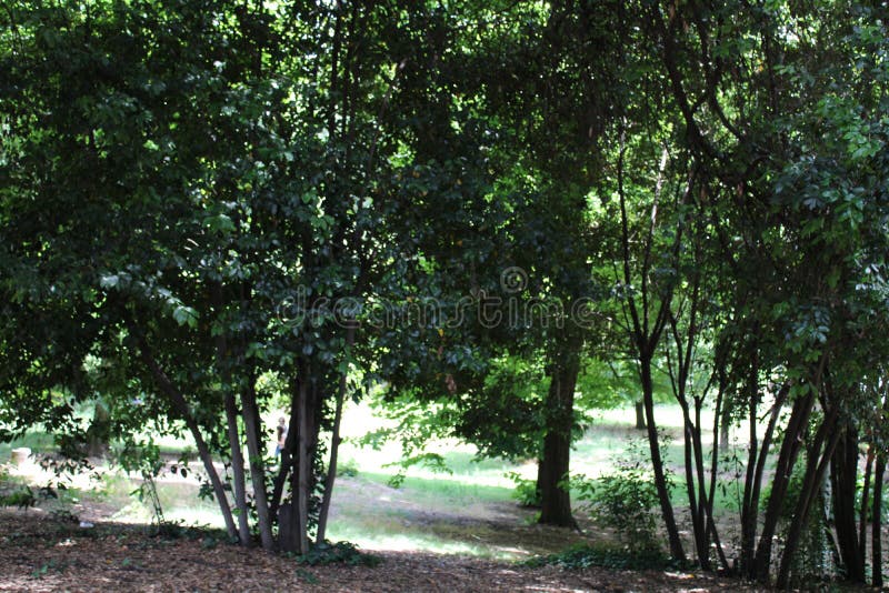 Dense Forest Older Trees and Natural Greenery in the Forest Stock Image ...