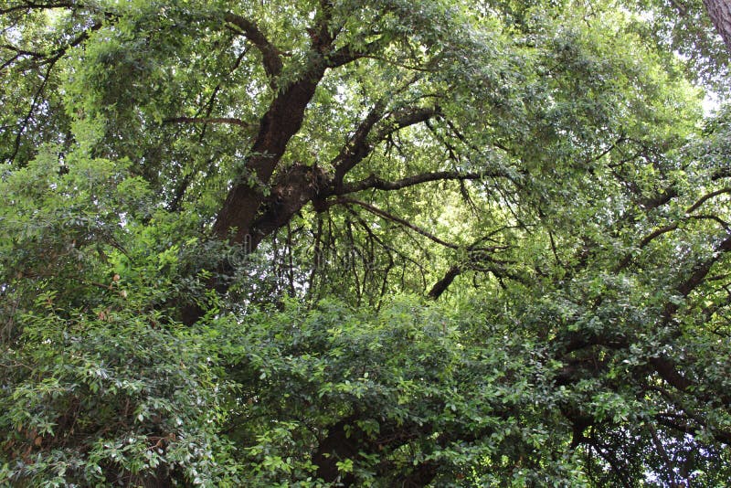 Dense Forest Older Trees and Natural Greenery in the Forest Stock Photo ...