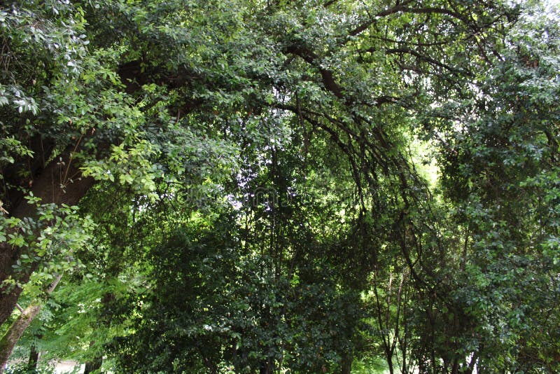 Dense Forest Older Trees and Natural Greenery in the Forest Stock Photo ...