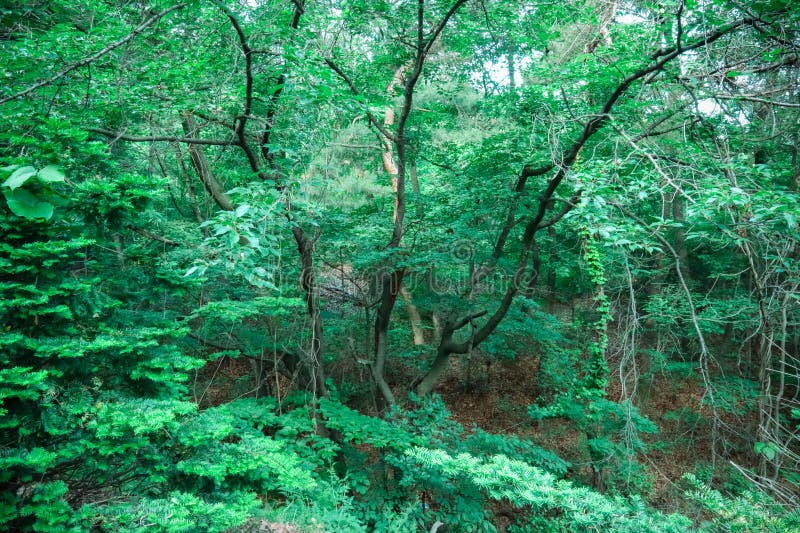 Dense Forest with a Rich Green Canopy, Featuring Various Tree Species ...