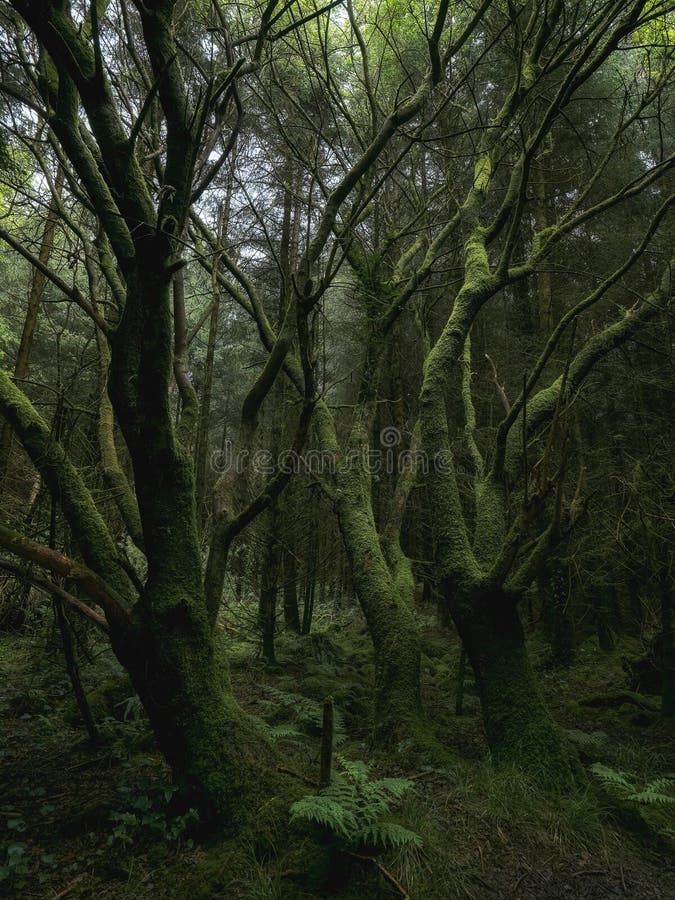 Dense Forest Scene. Moss-covered Trees Dominate. Undergrowth is Visible ...