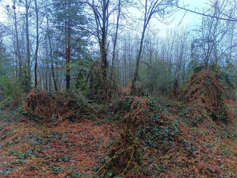 Wilderness Vegetation. Details from Mount Borja Bosnia and Herzegovina ...