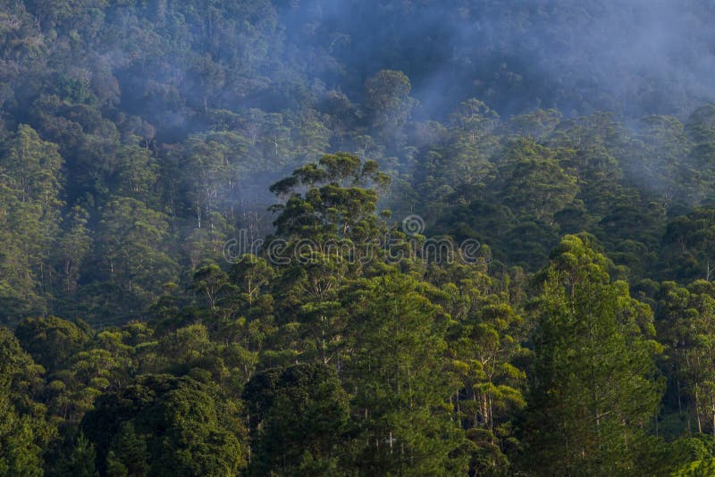 A Dense Forest Shrouded in Fog Stock Image - Image of gorgeous, hipster ...