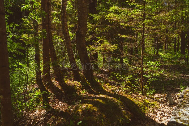 Dense Woodland Of Coniferous Forest In Bright Light Stock Image - Image ...
