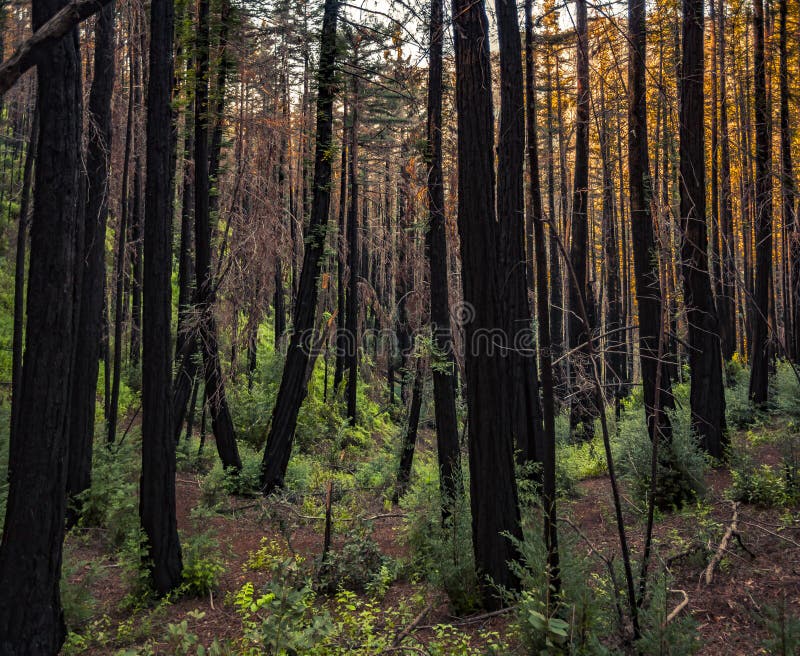 Dense forest sunset stock photo. Image of adventure, renewable - 93981740
