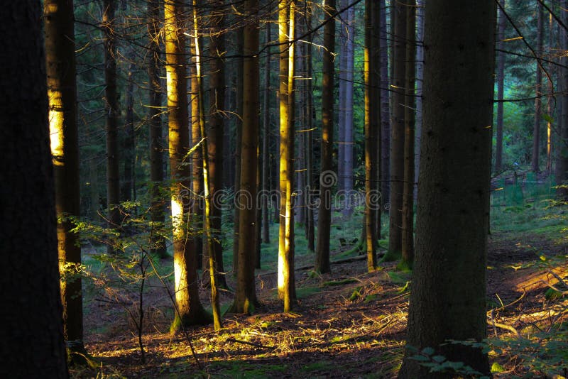Dense Forest with Sunset Light Stock Image - Image of green, beautiful ...