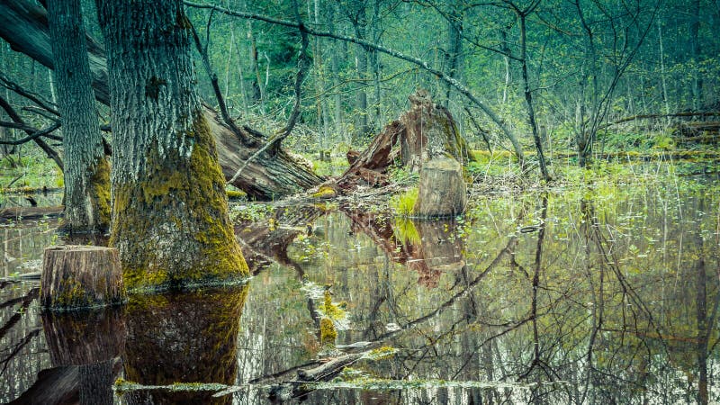Dense Forest Swamp with Fallen Trees and Stumps Stock Image - Image of ...