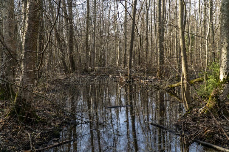 Early Spring Forest Trees Reflection in Water Stock Image - Image of ...