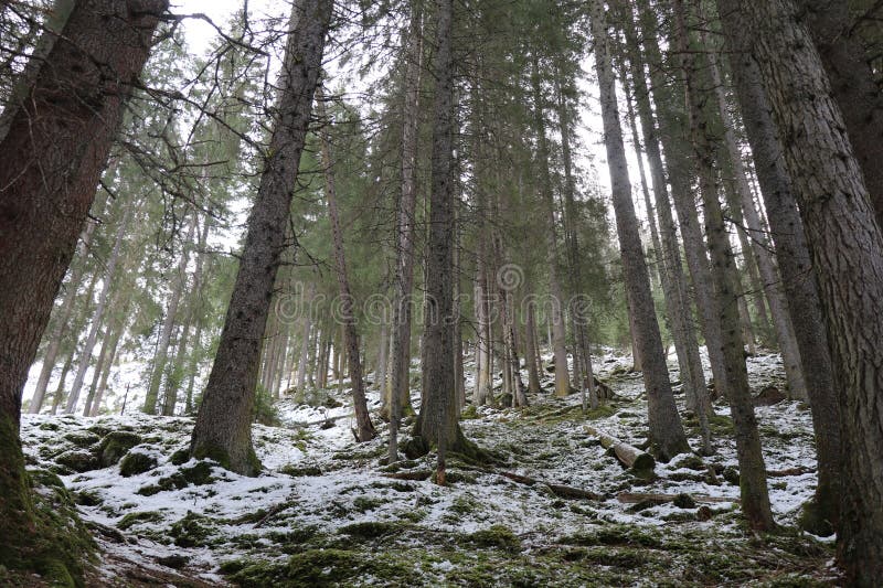 Dense Forest with Tall Trees and Little Undergrowth and the Forest ...
