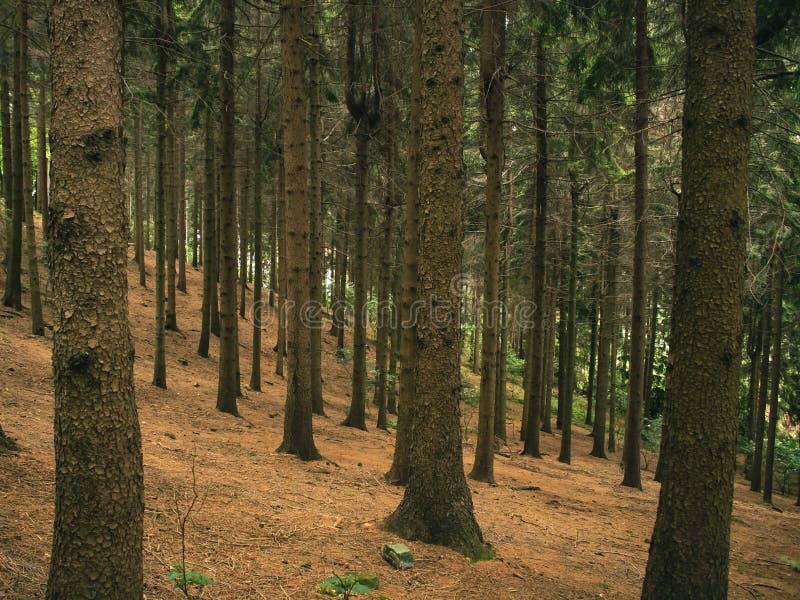 Dense Forest of Tall Pines, Casting Long Shadows Across the Forest ...