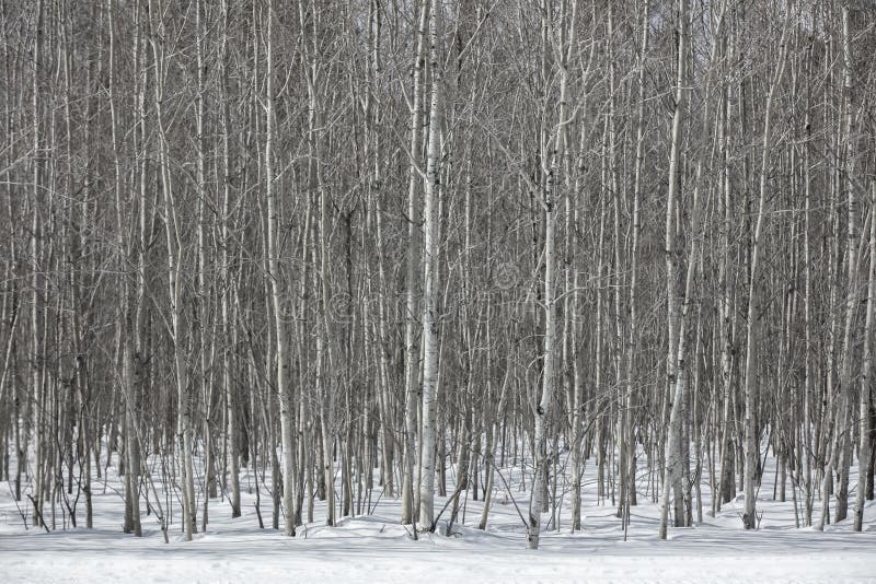 Tall Slender Trunks stock photo. Image of oregon, limbs - 170890864