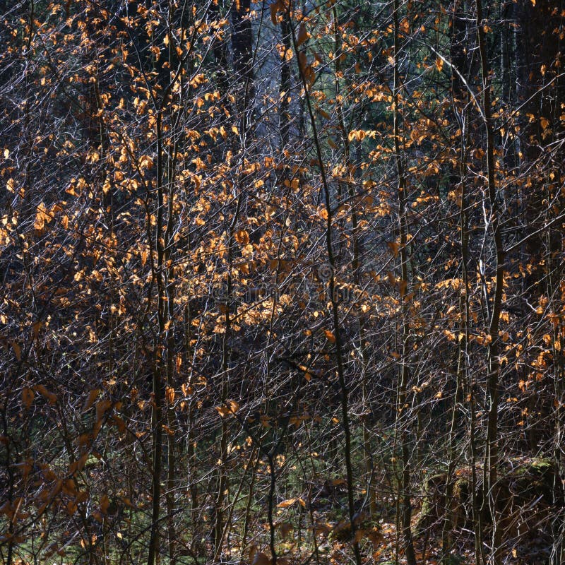 Dense Forest with Tall Trees in the Fall Colors Stock Photo - Image of ...