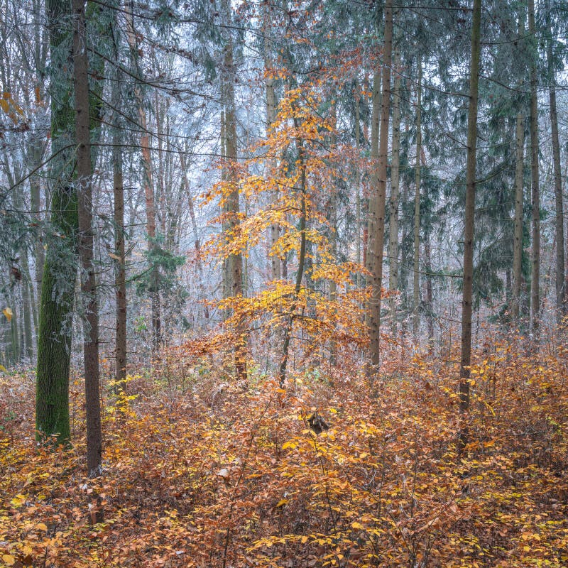 Dense Forest with Tall Trees in the Fall Colors Stock Photo - Image of ...