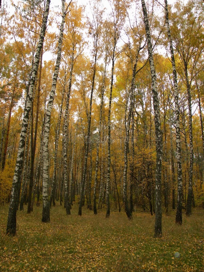 Dense Forest of Tall Trees with Lush Autumn Foliage. Stock Photo ...