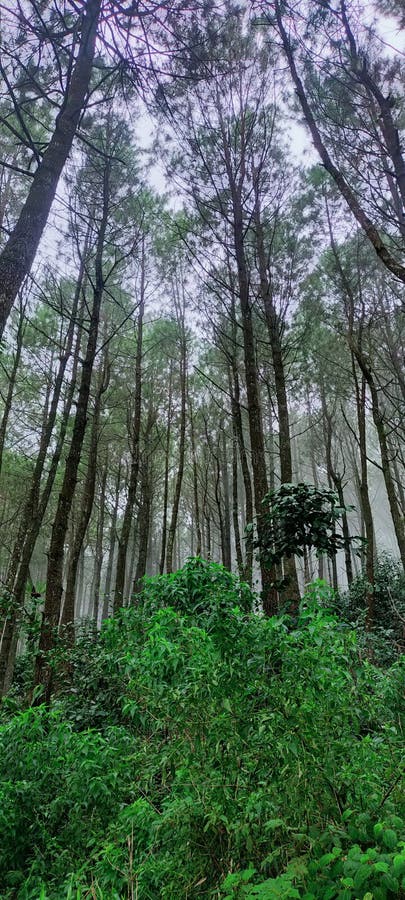 Dense Forest with Thick Fog and Fresh Air Stock Photo - Image of forest ...