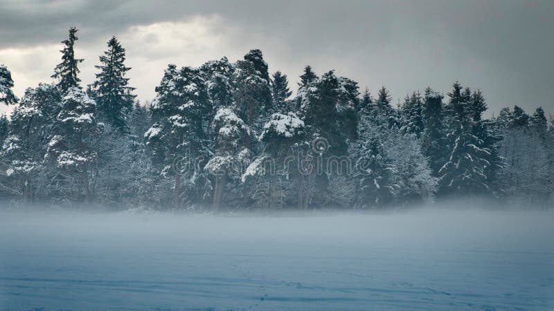 Dense Forest of Thick Trees Surrounded by a Thin Mist in a Snowy Field ...