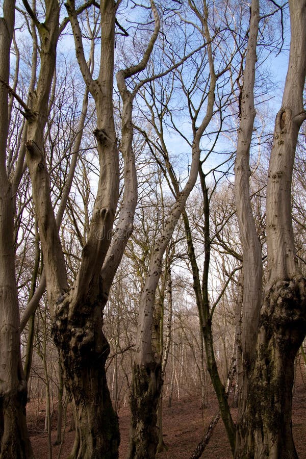 Dense Forest with Thin Trees during the Daytime Stock Image - Image of ...