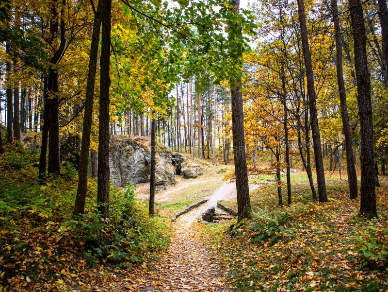 Dense Forest of Thin Trees in a Fall Composition Stock Image - Image of ...