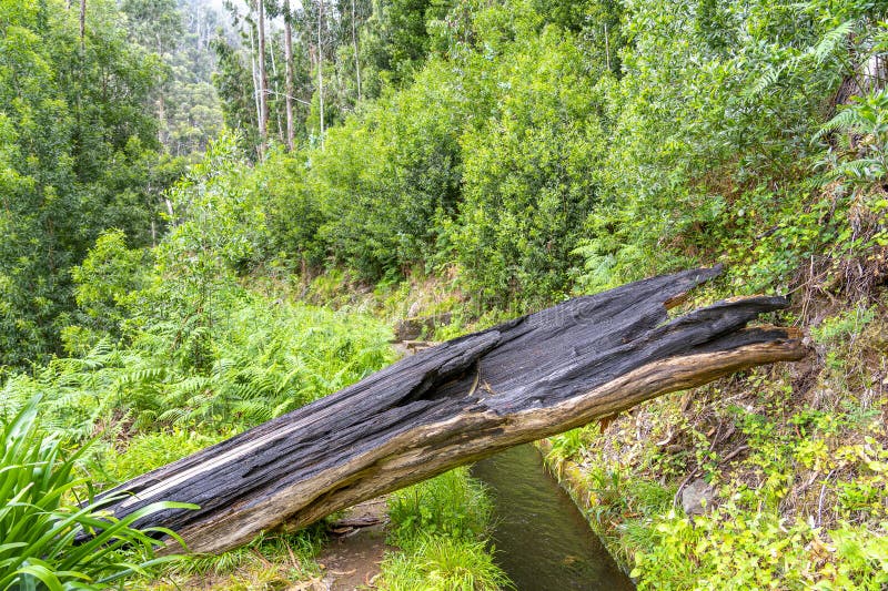 Dense Forest Trail through an Old Irrigation Water Channel in Operation ...