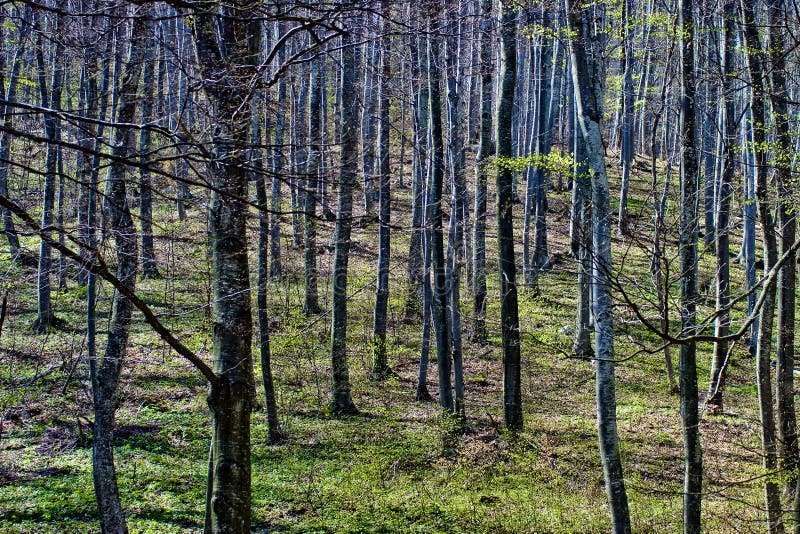 Dense Forest Trees in Autumn Stock Image - Image of beauty, autumn ...